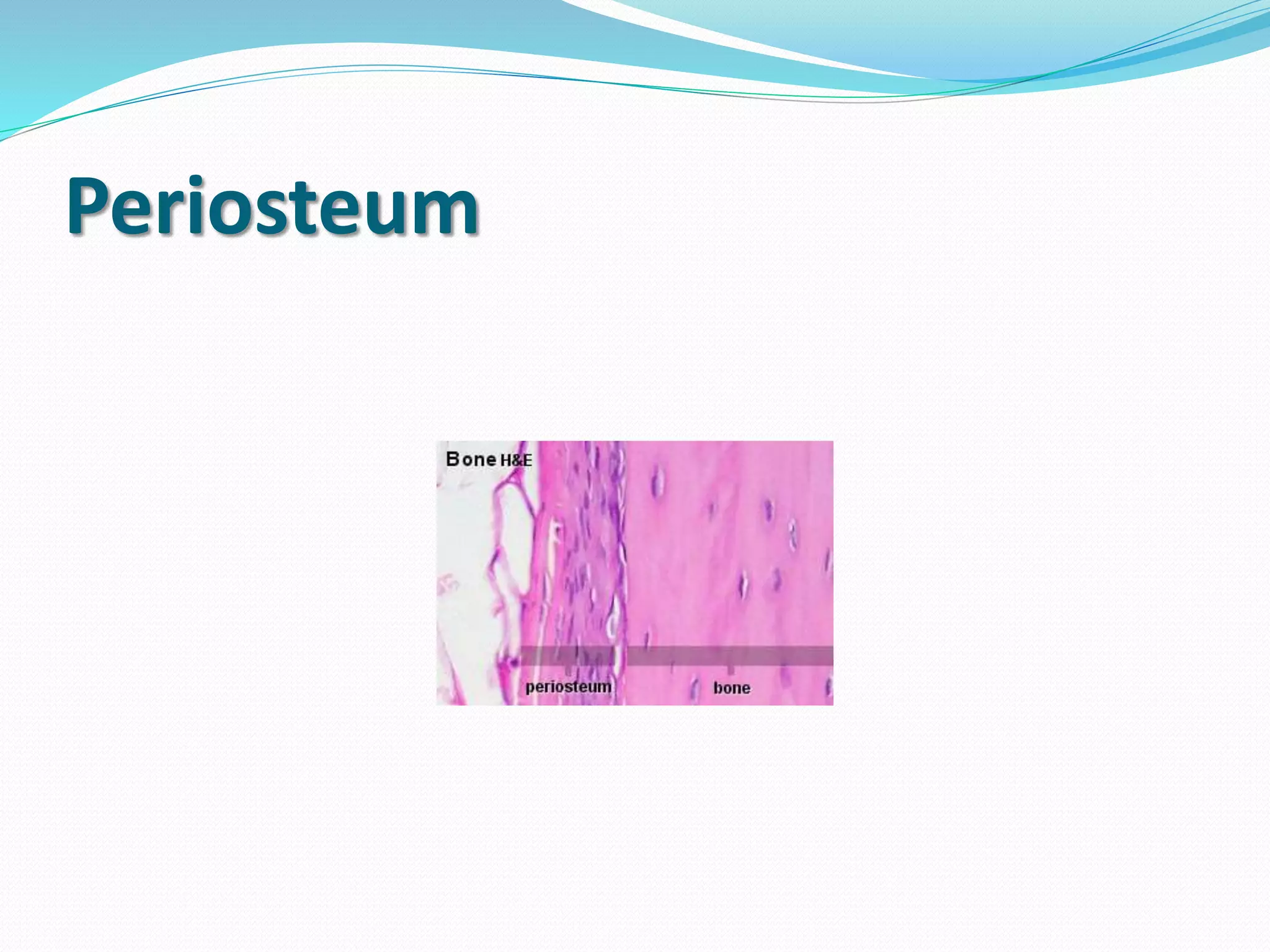 Histology of bone | PPTX