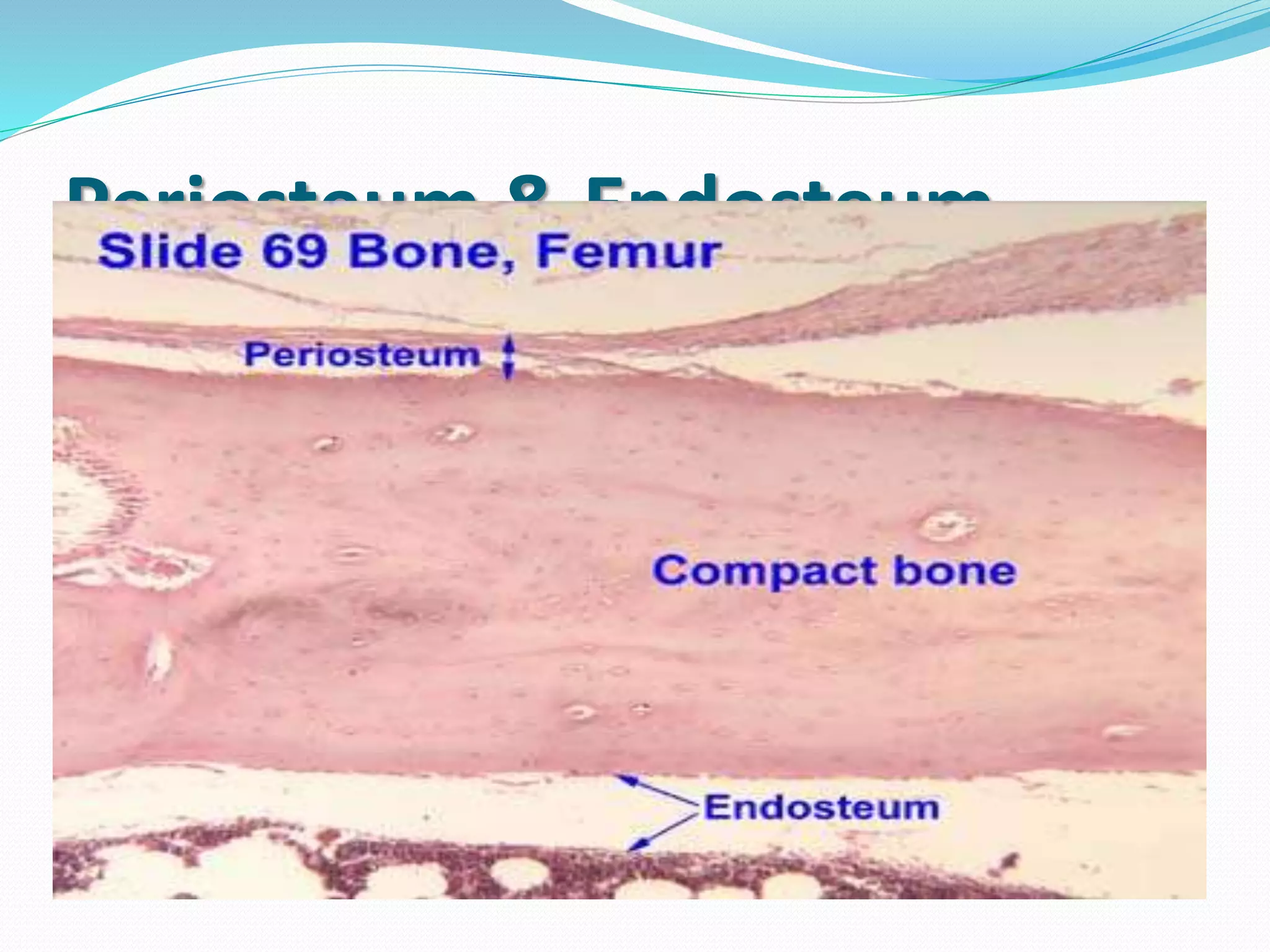 Histology of bone | PPTX