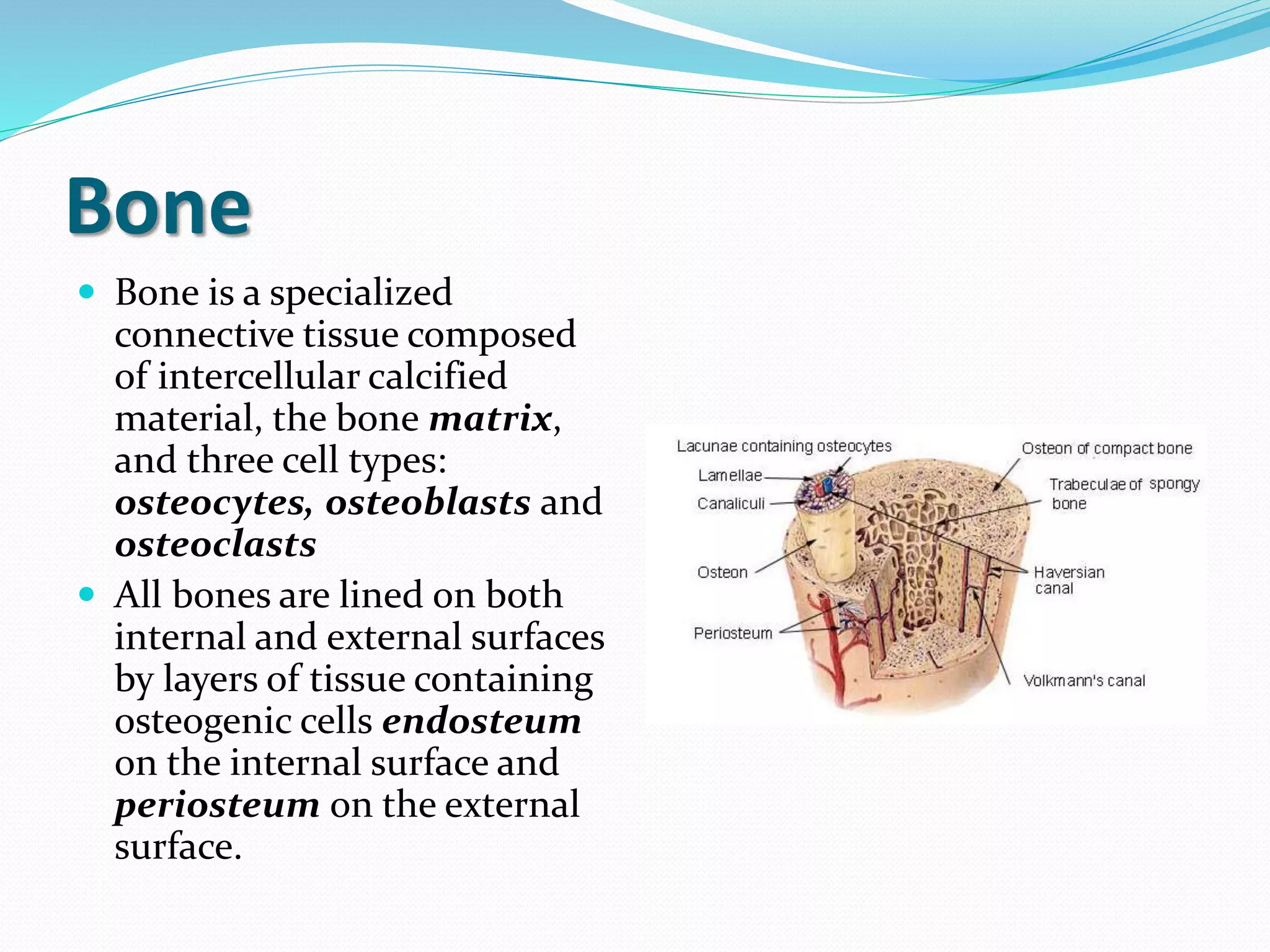 Histology of bone | PPTX