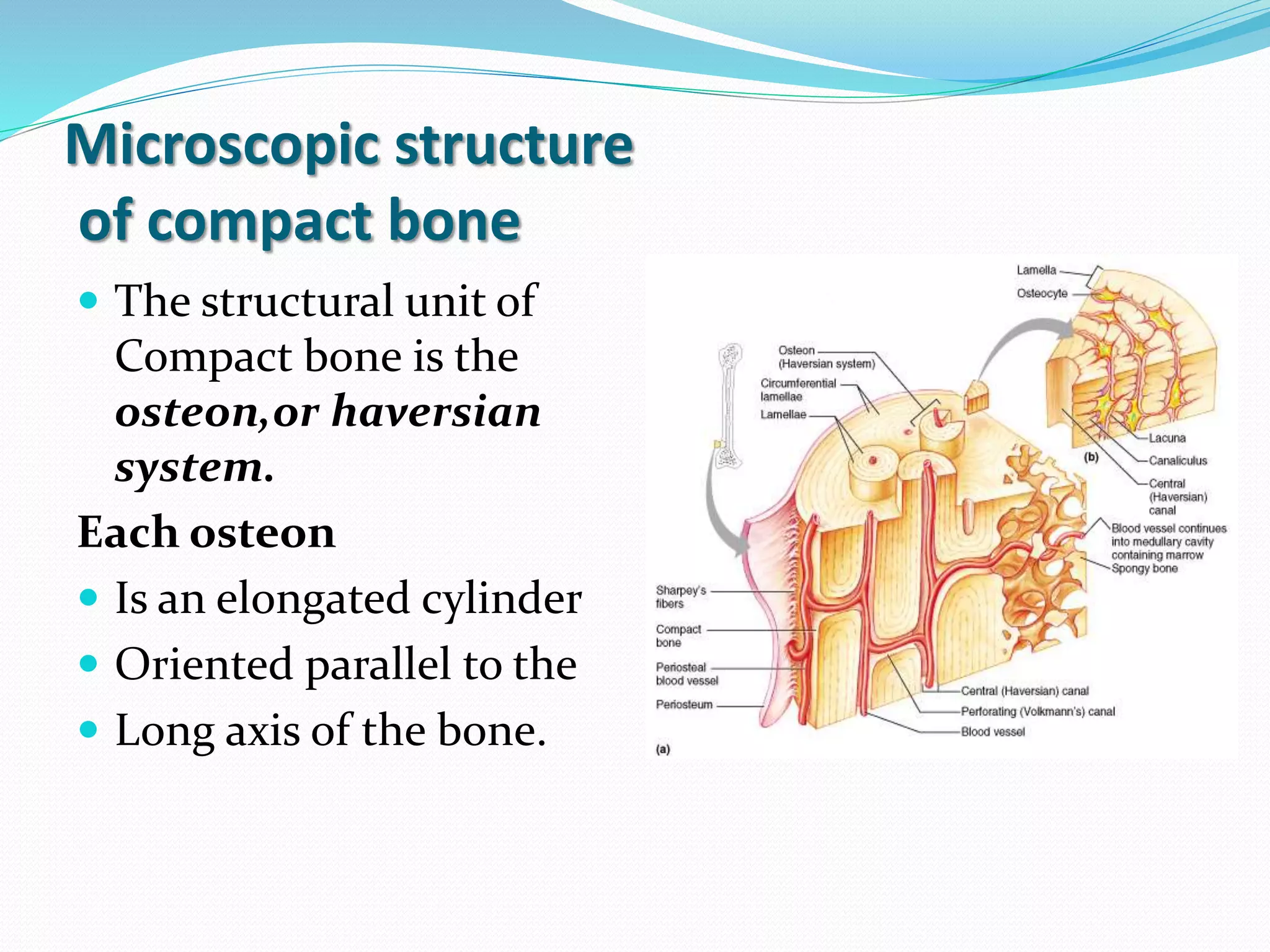 Histology of bone | PPTX