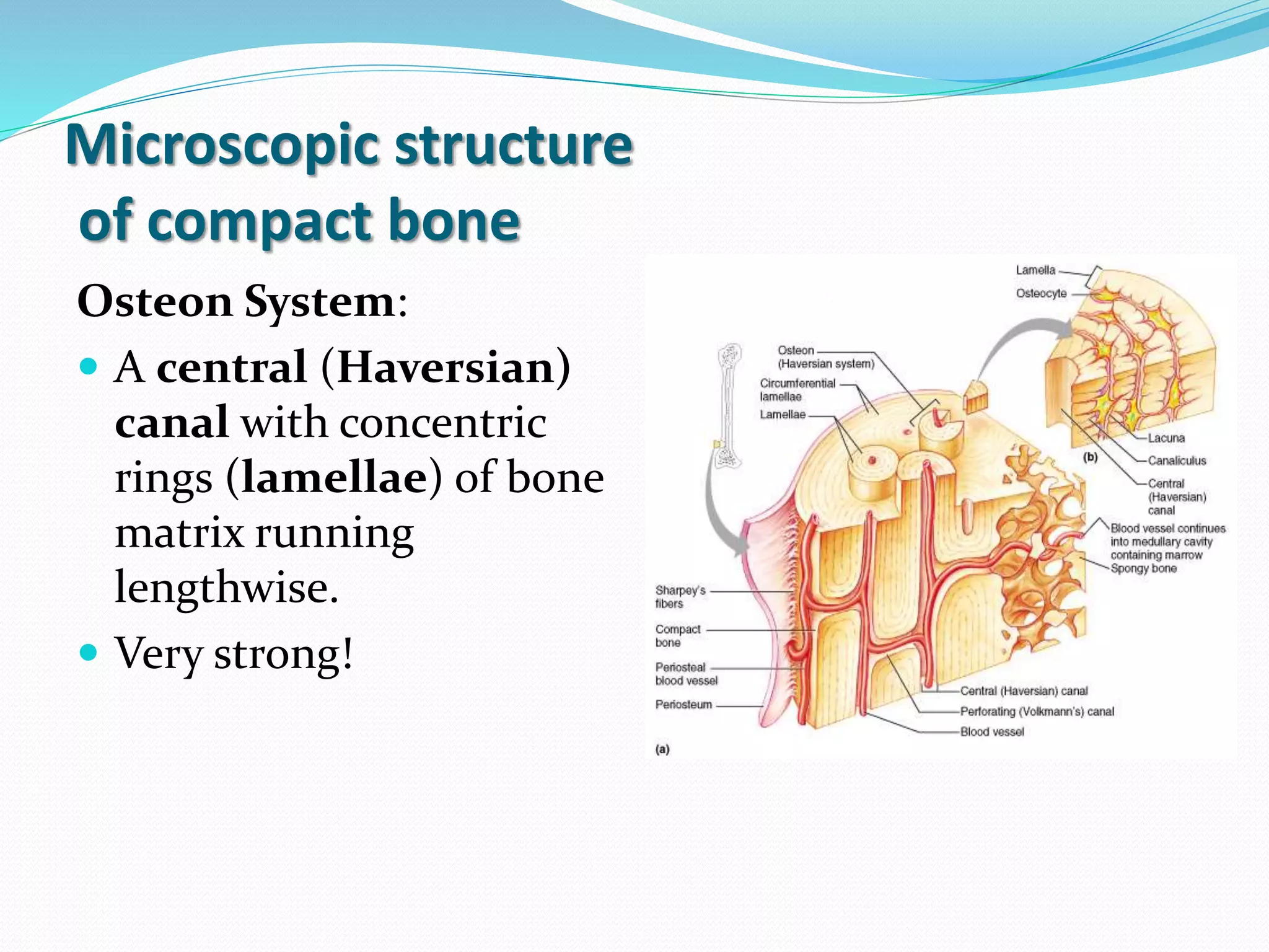 Histology of bone | PPTX