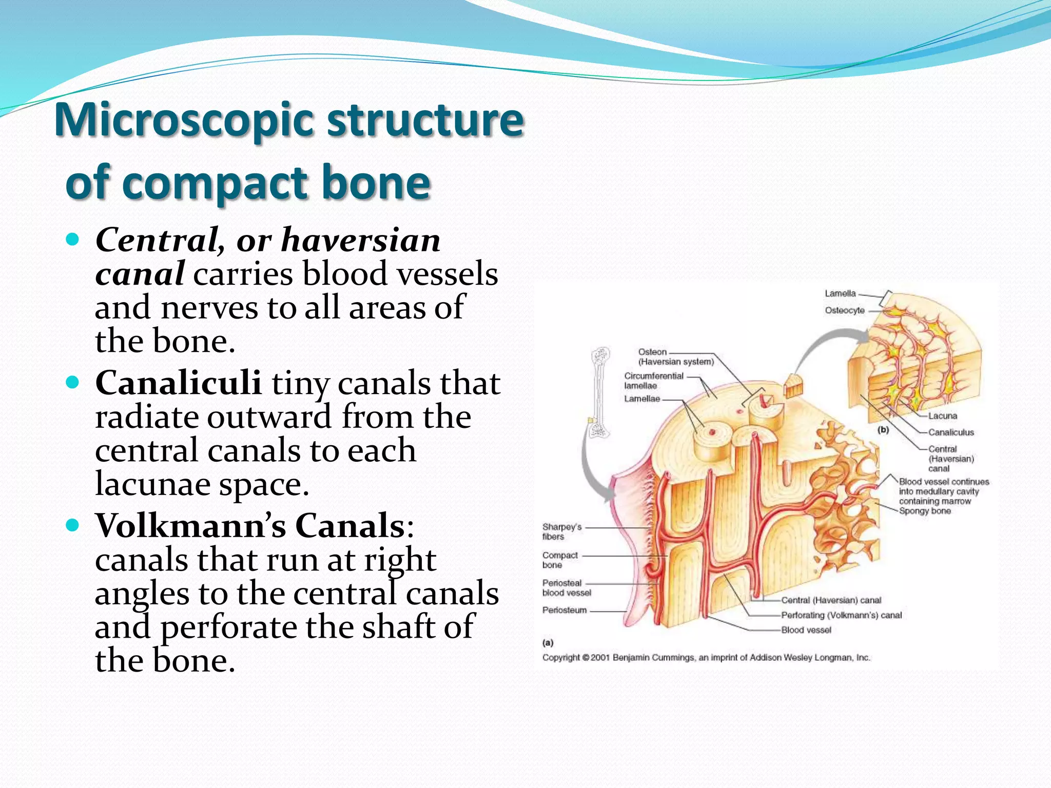 Histology of bone | PPTX