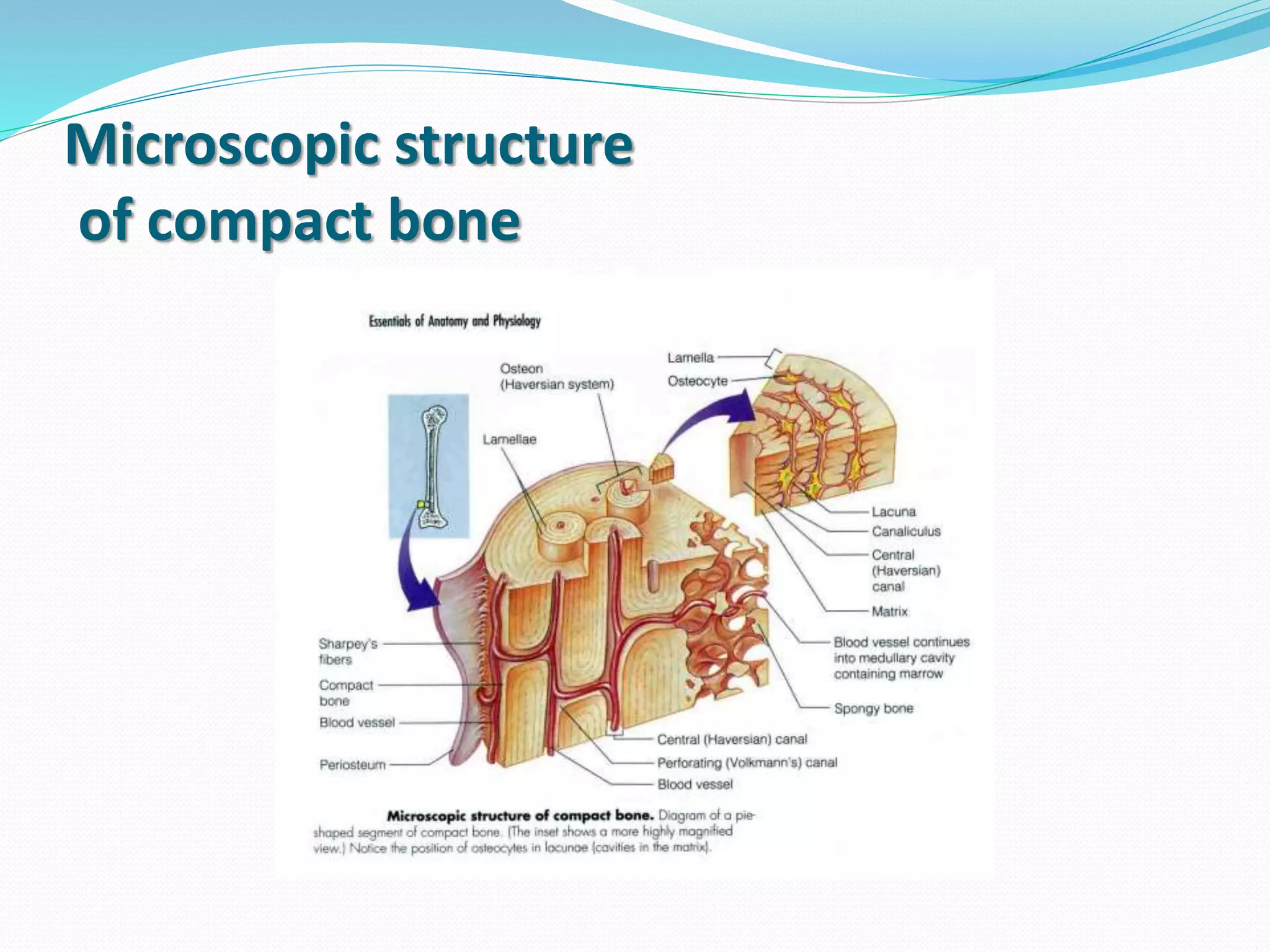 Histology of bone | PPTX