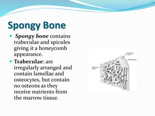 Histology of bone | PPTX