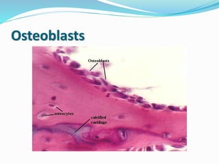 Histology of bone | PPTX