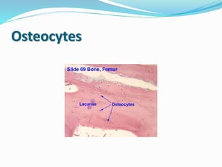 Histology of bone | PPTX