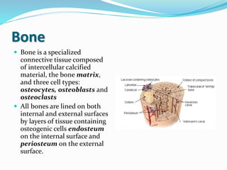 Histology of bone | PPTX