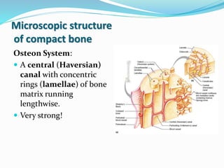 Histology of bone | PPTX