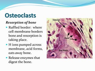 Osteoclasts Histology