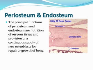 Histology of bone | PPT