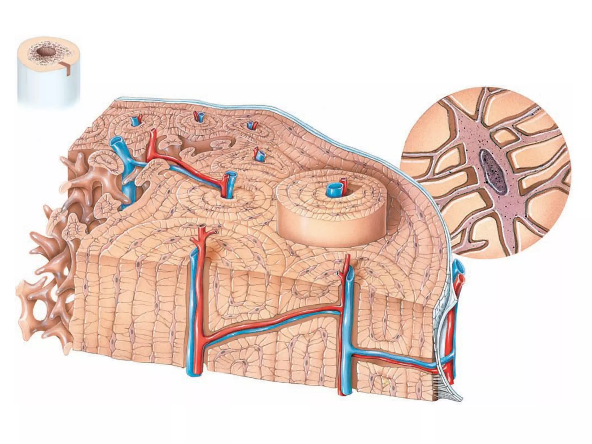 Histology of Bone.pptx.pdf