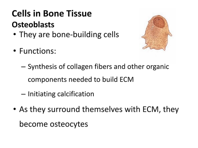 Histology of Bone.pptx.pdf | Bone and Joint Conditions | Diseases and Conditions