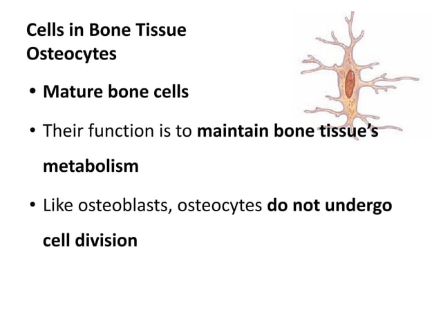 Histology of Bone.pptx.pdf | Bone and Joint Conditions | Diseases and Conditions