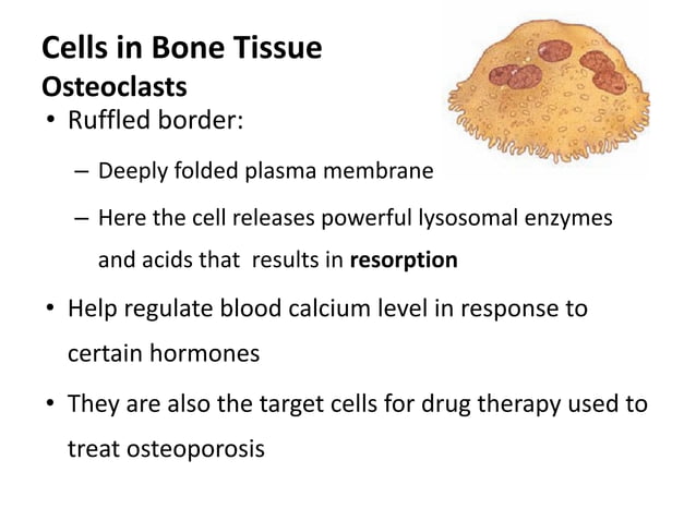 Histology of Bone.pptx.pdf | Bone and Joint Conditions | Diseases and Conditions