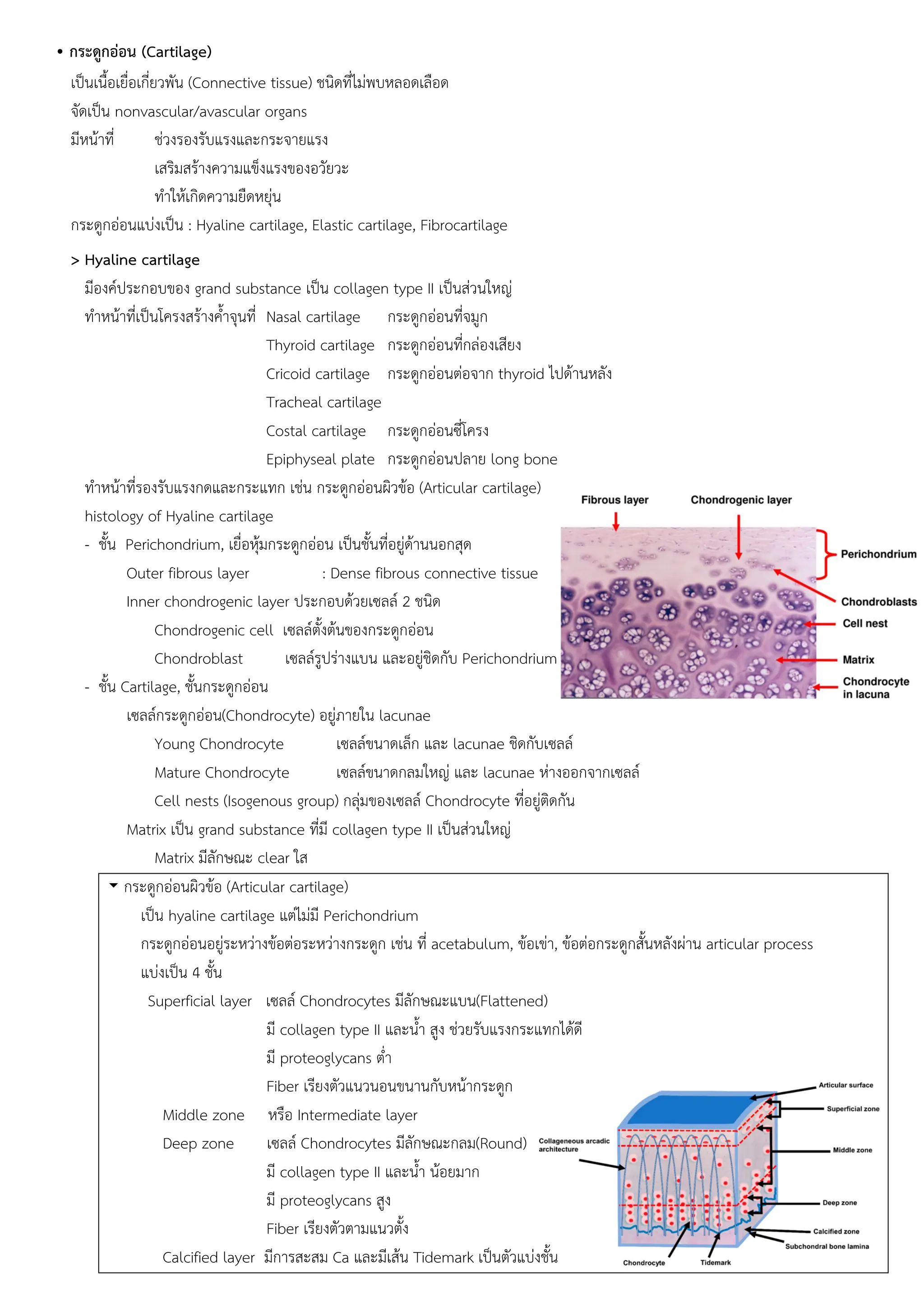 HISTOLOGY OF BONE AND CARTILAGE .pdf HISTOLOGY OF BONE AND CARTILAGE .pdf