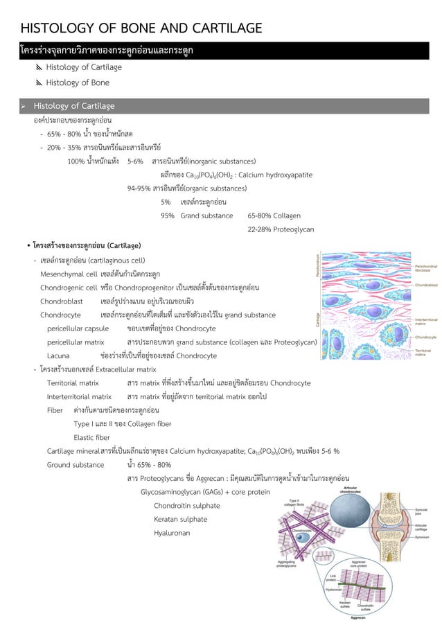 HISTOLOGY OF BONE AND CARTILAGE .pdf HISTOLOGY OF BONE AND CARTILAGE .pdf
