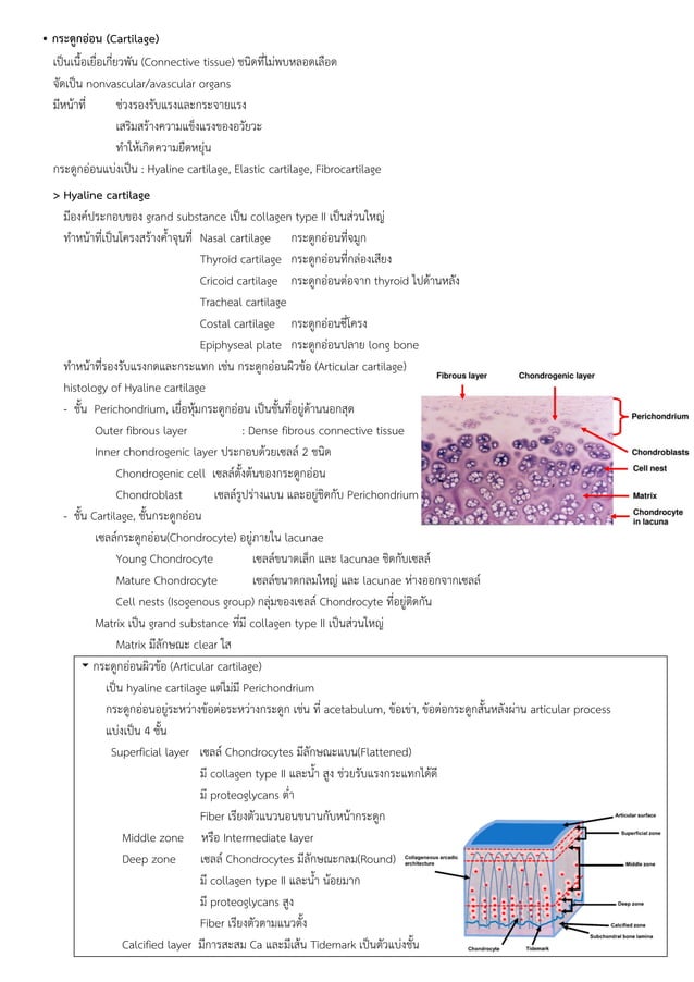 HISTOLOGY OF BONE AND CARTILAGE .pdf HISTOLOGY OF BONE AND CARTILAGE .pdf