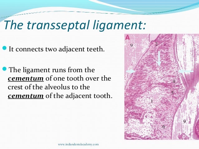 Histology of bone,cartilage and periodontal ligament