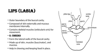 Histology of bucal cavity.pptx for MLT MBBS MIT OT | PPTX