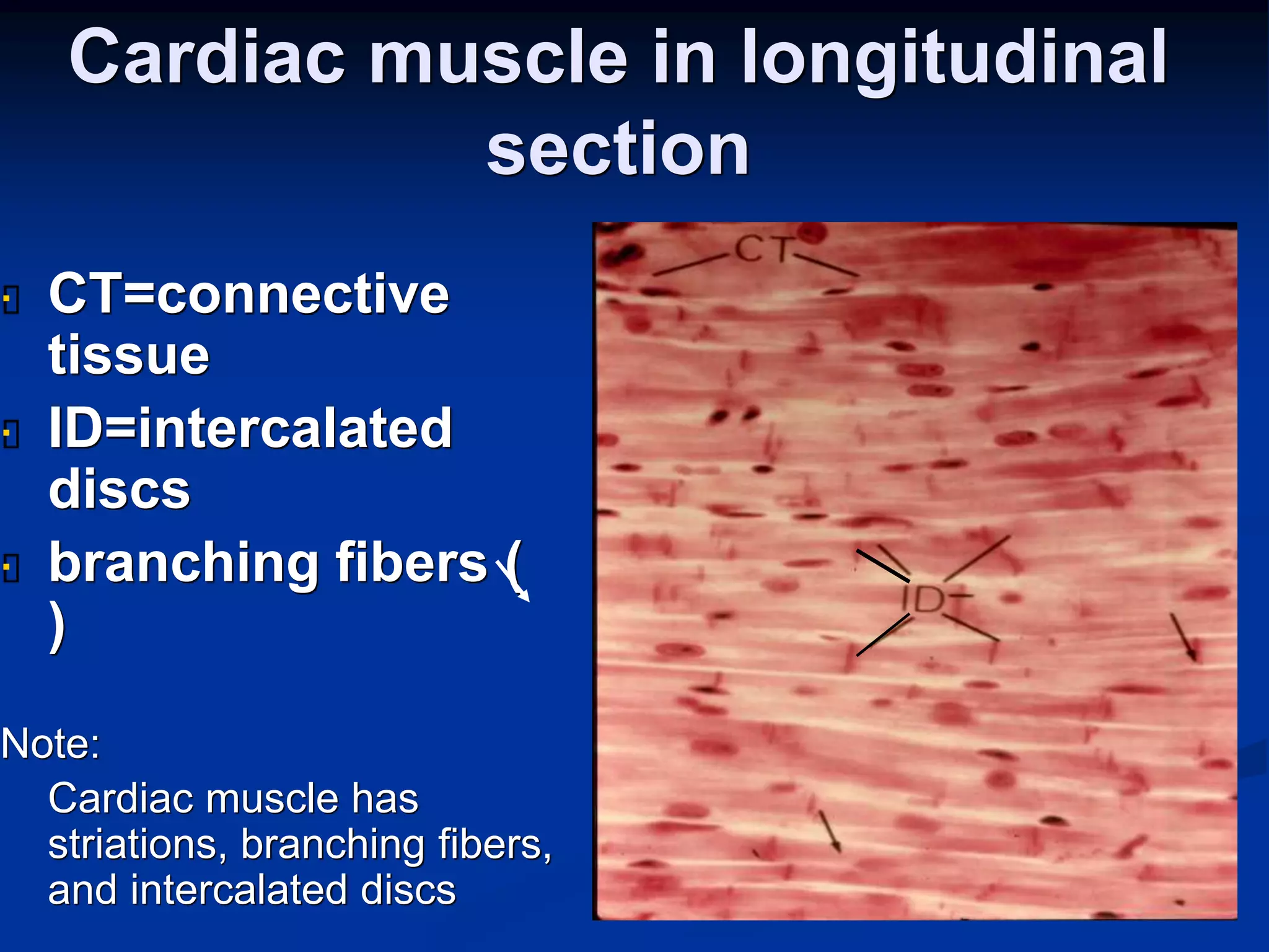 Histology of cardiac muscle | PPTX