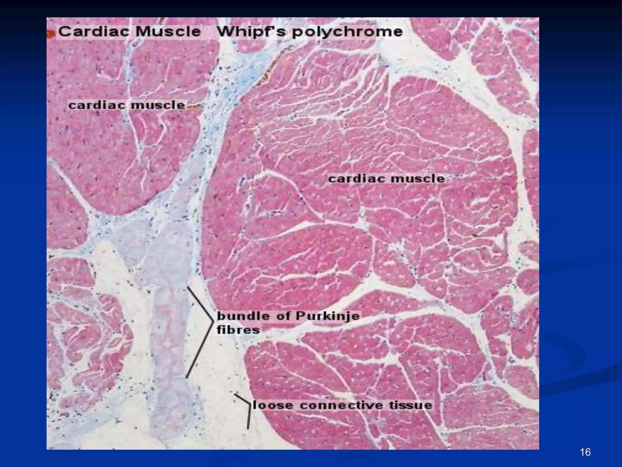 Cardiac Muscle Histology Cardiac Muscle Histology Chapter 7, Page 9