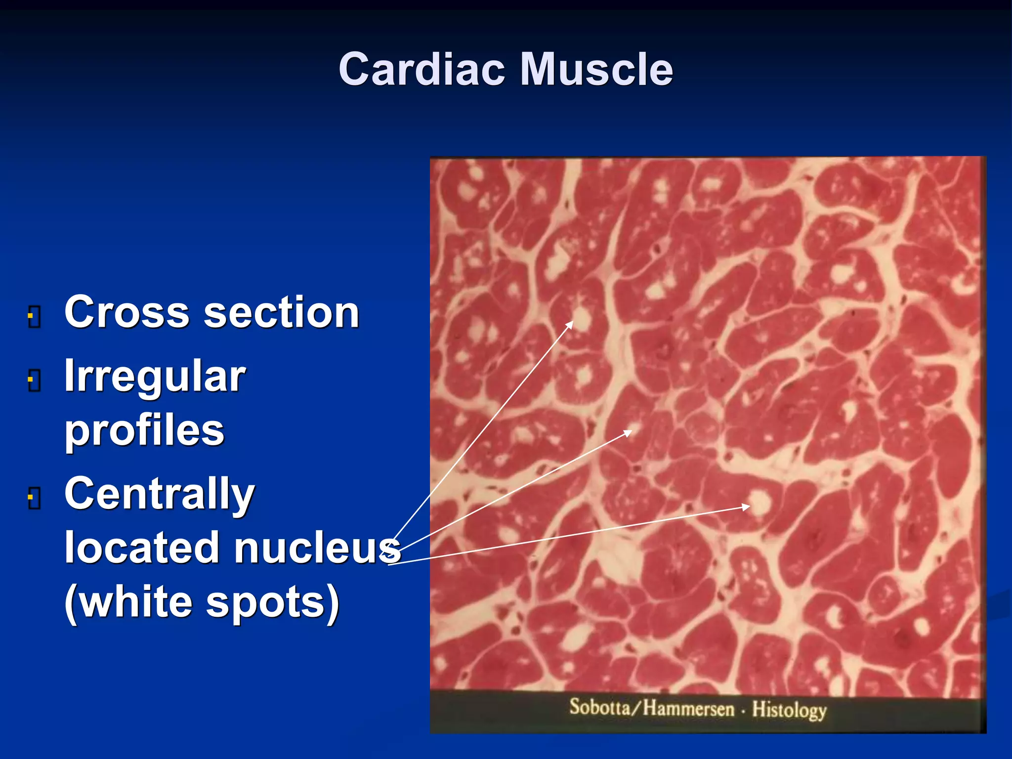 Histology of cardiac muscle | PPTX