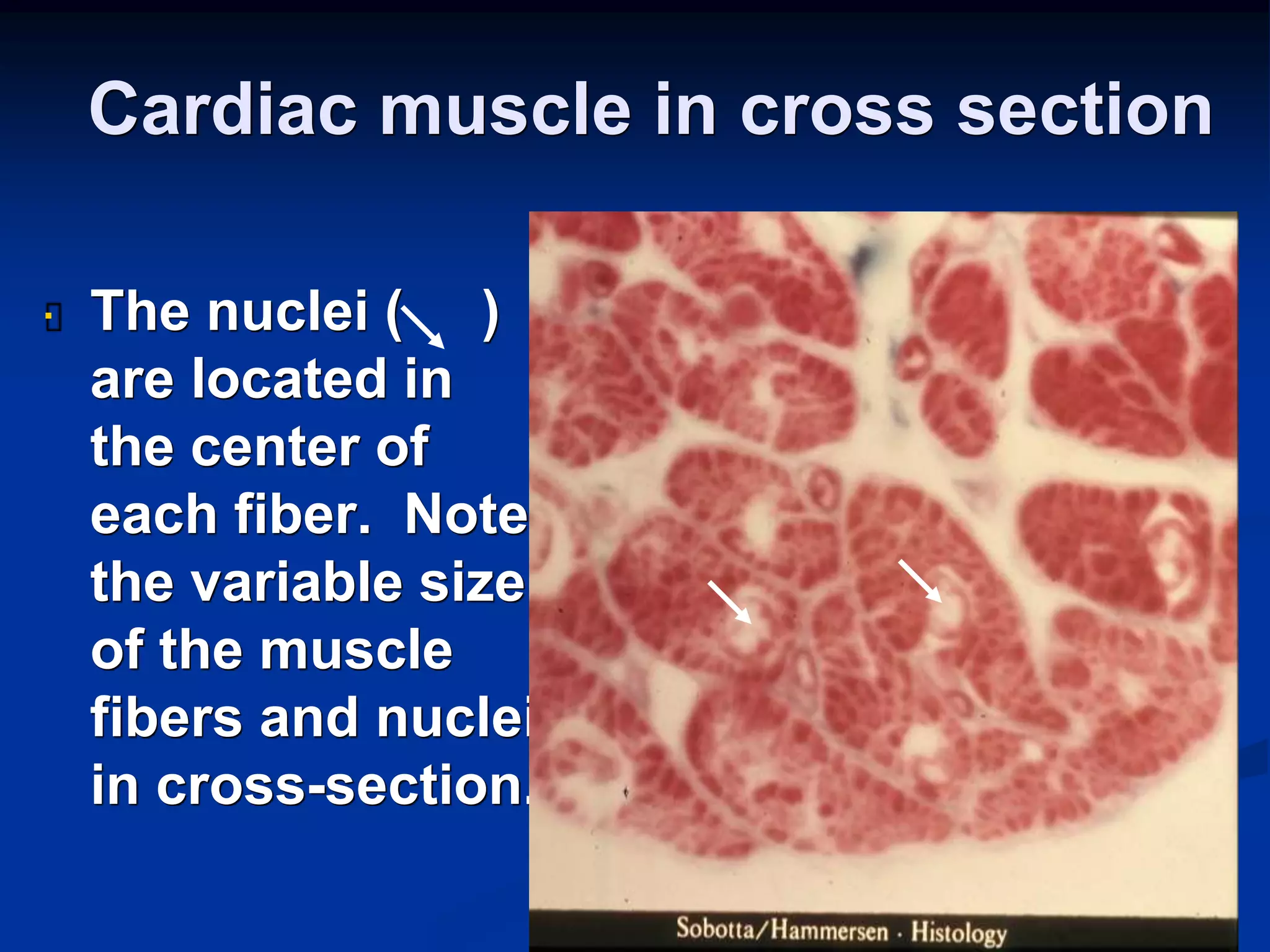 Histology of cardiac muscle | PPTX