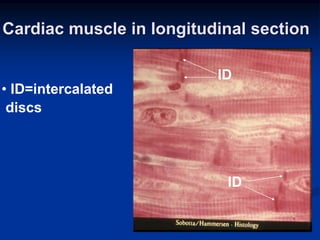 Histology of cardiac muscle | PPTX