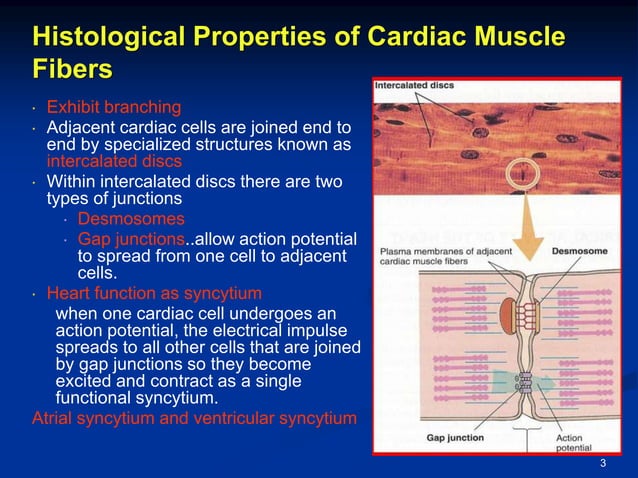 Histology of cardiac muscle | PPTX | Heart and Cardiovascular Diseases ...