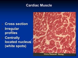 Cardiac Muscle Cross Section Histology