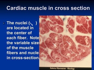 Cardiac Muscle Cross Section Histology