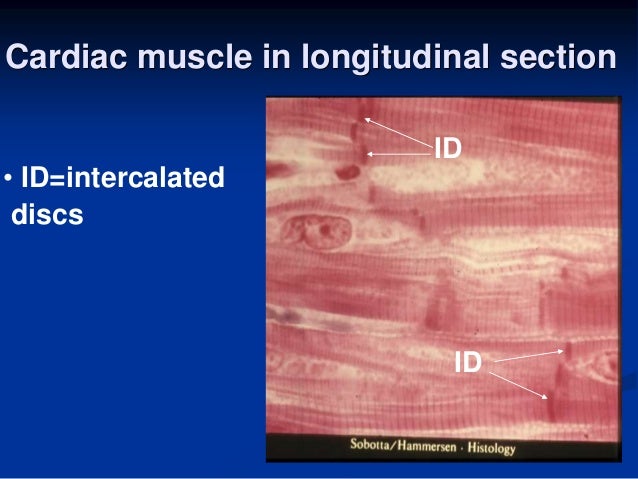 Cardiac Muscle Longitudinal Section