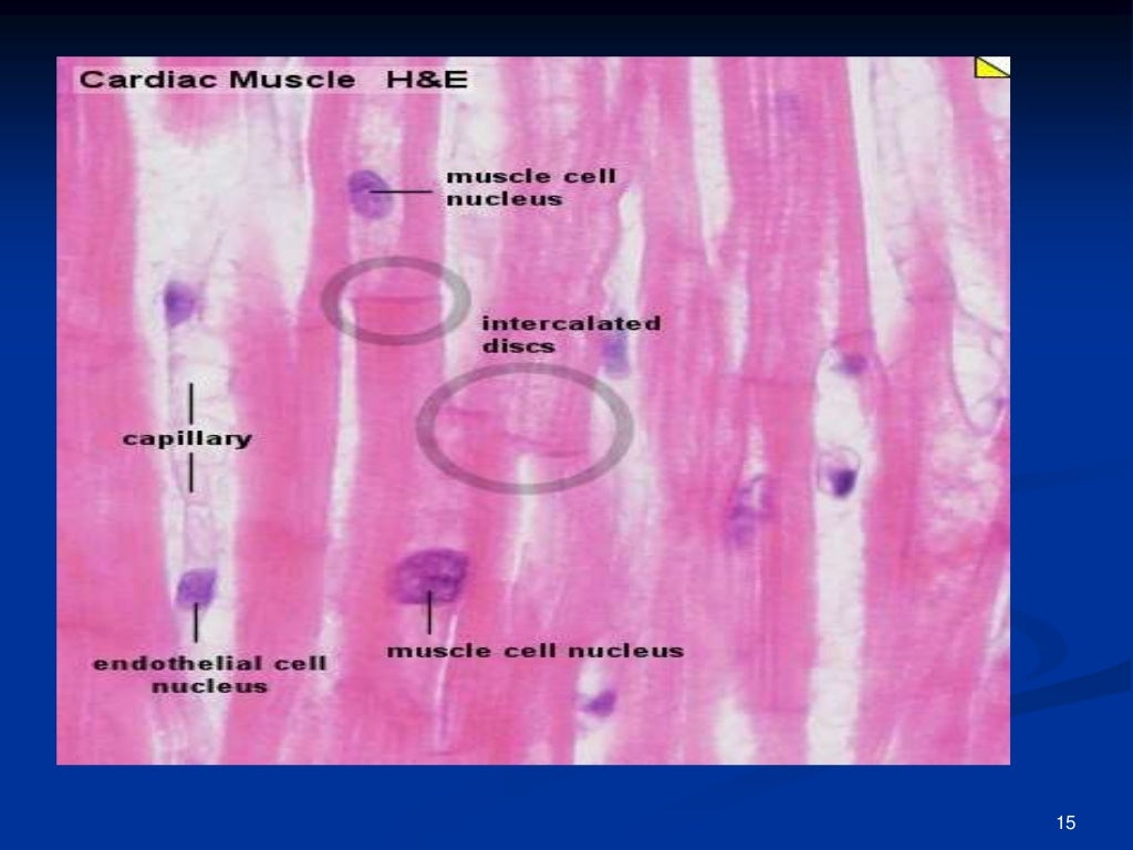 Histology of cardiac muscle