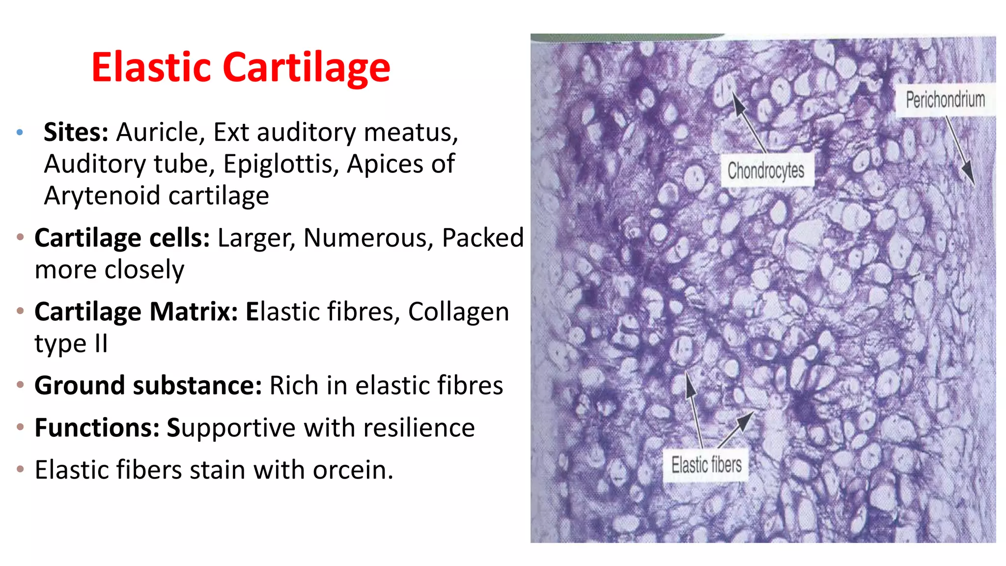 Histology of Cartilage.pptx | Bone and Joint Conditions | Diseases and ...