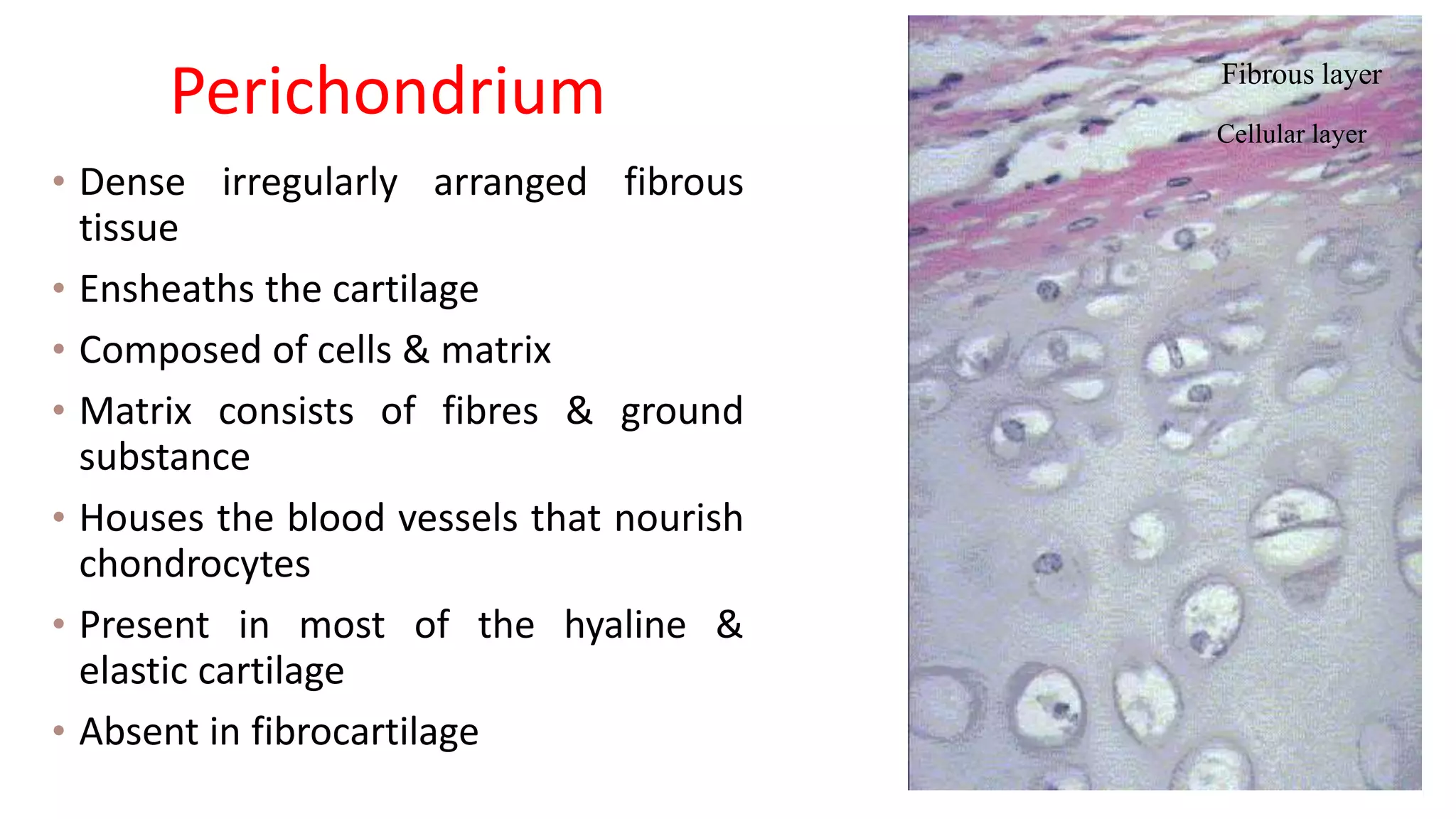 Histology of Cartilage.pptx