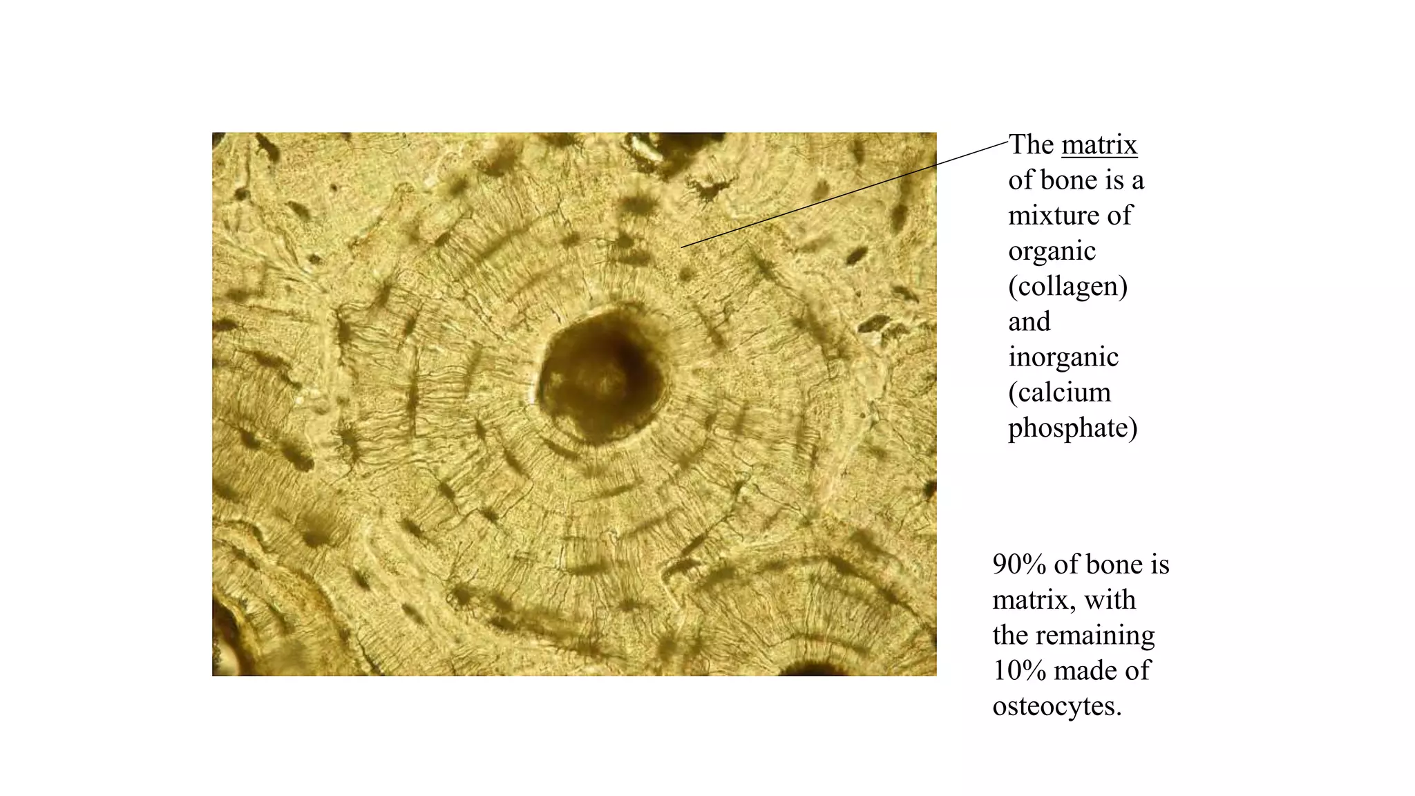 Histology Of Cartilage Pptx