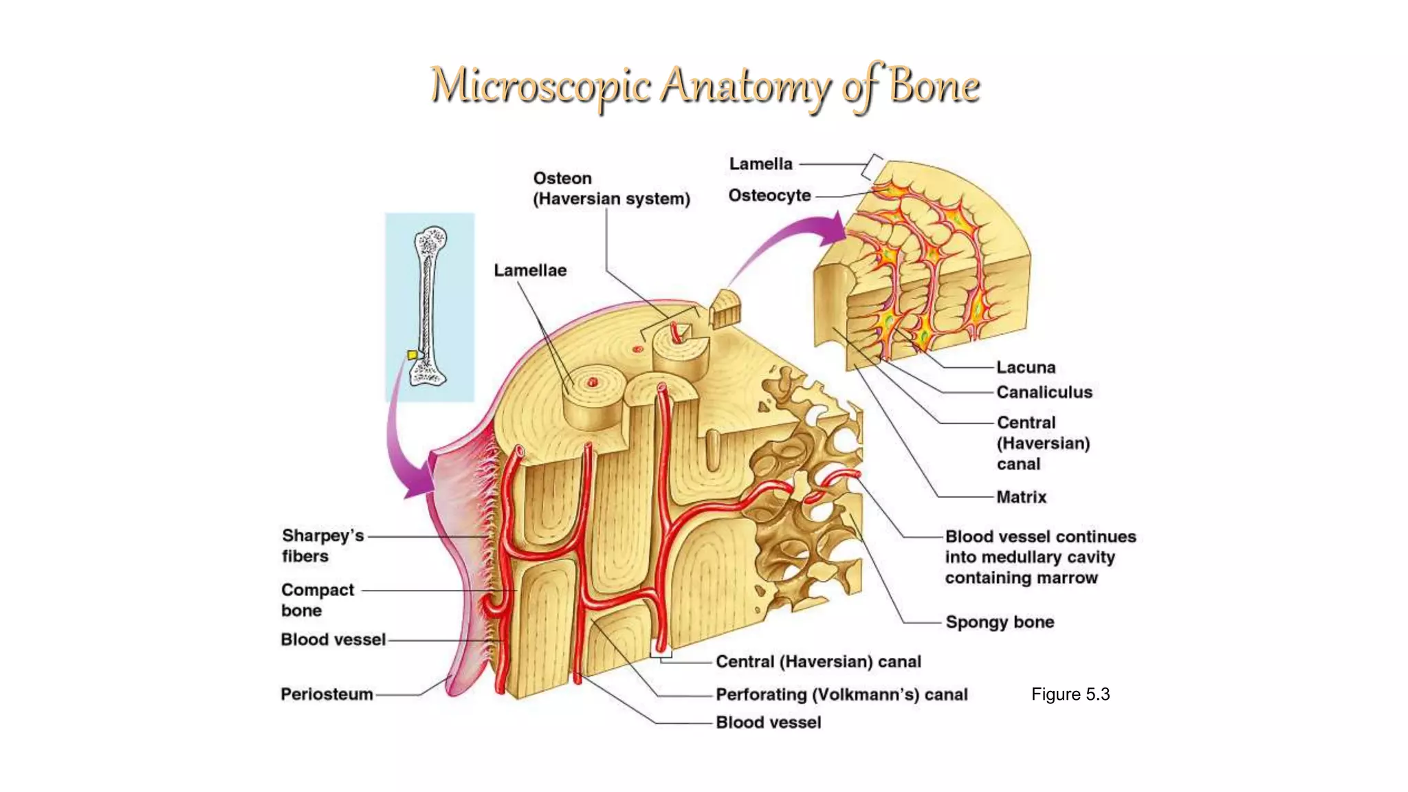 Histology of Cartilage.pptx