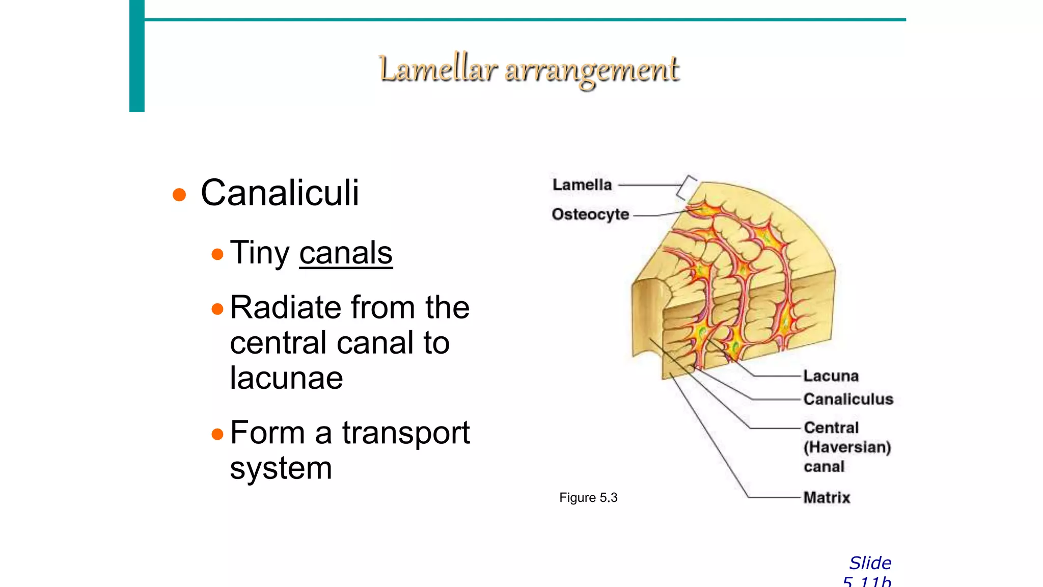 Histology of Cartilage.pptx