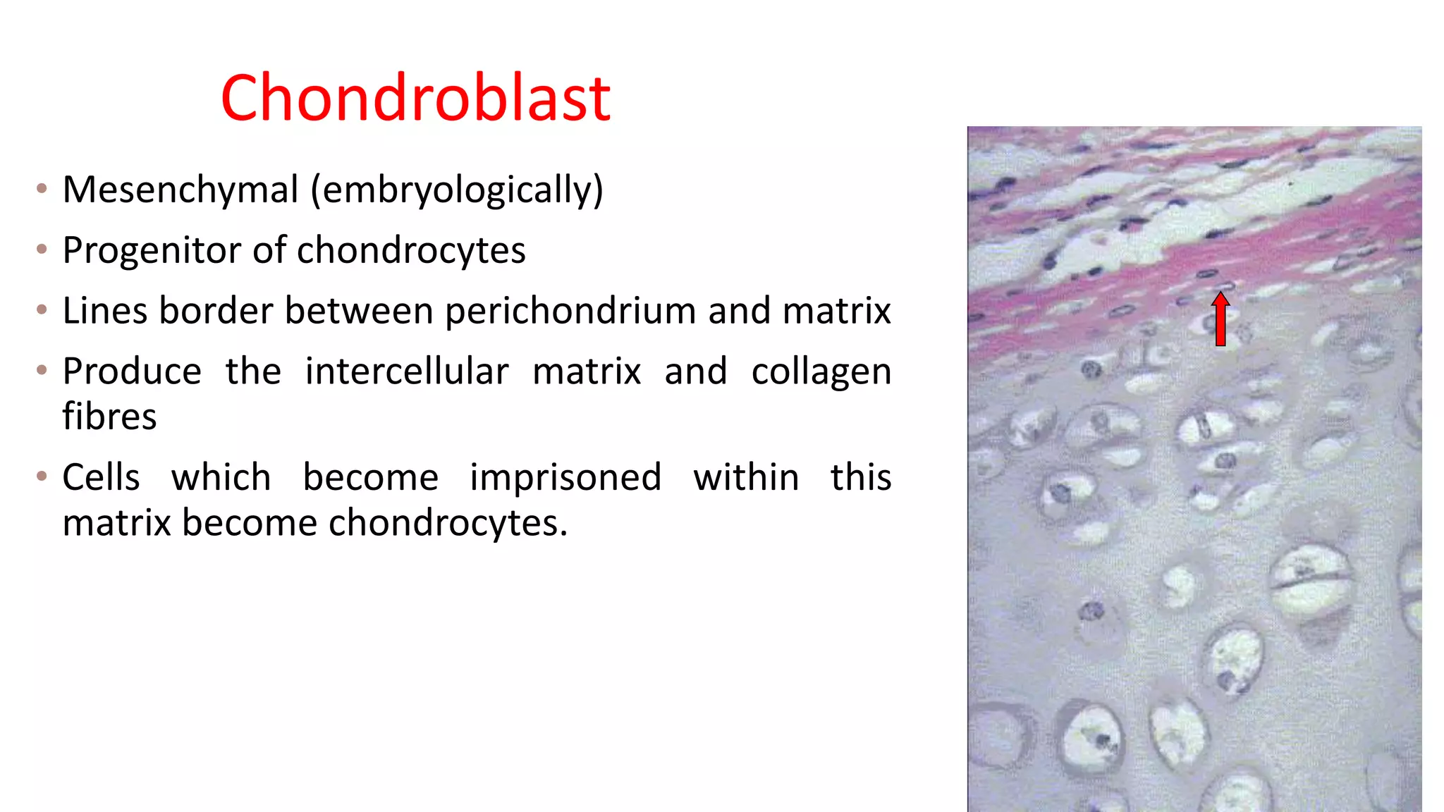 Histology of Cartilage.pptx