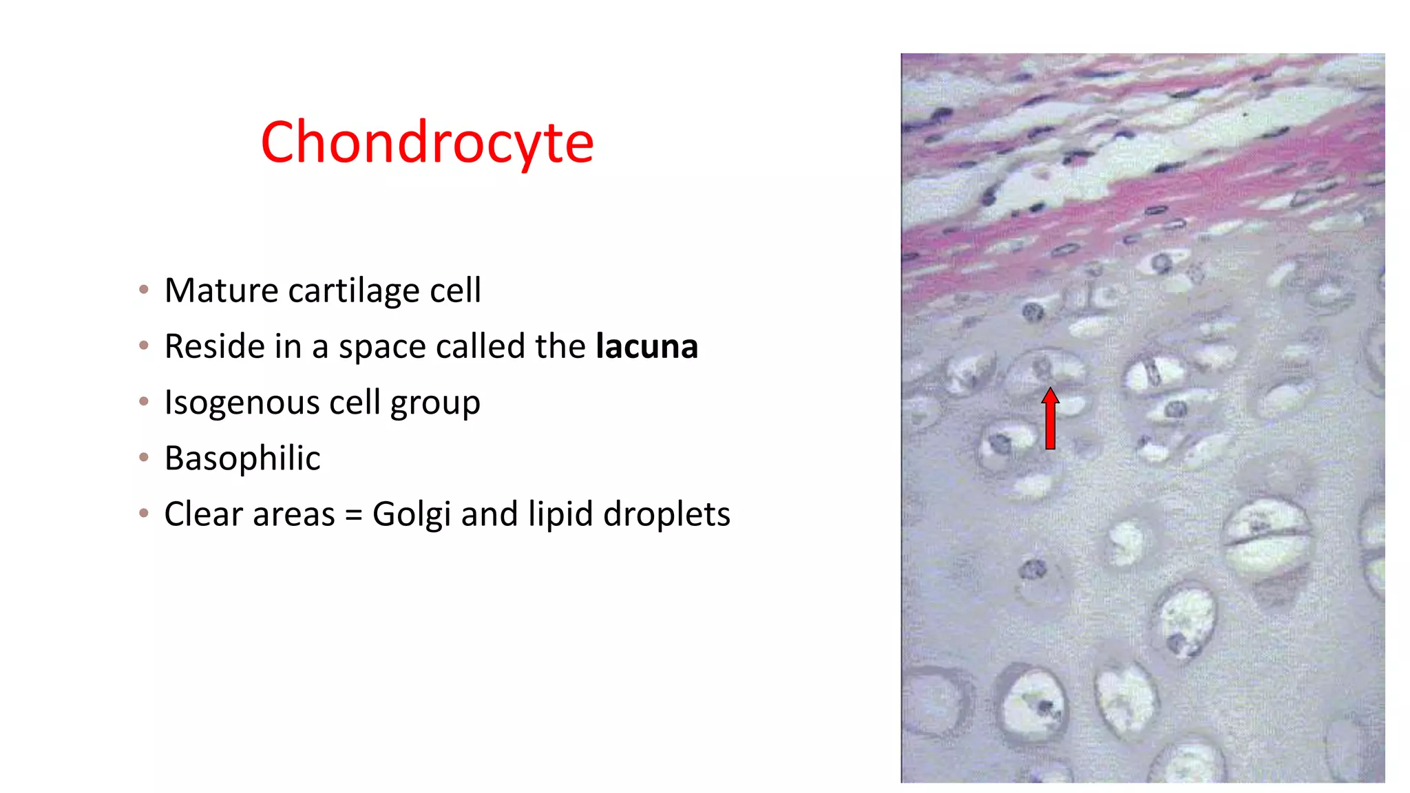 Histology of Cartilage.pptx