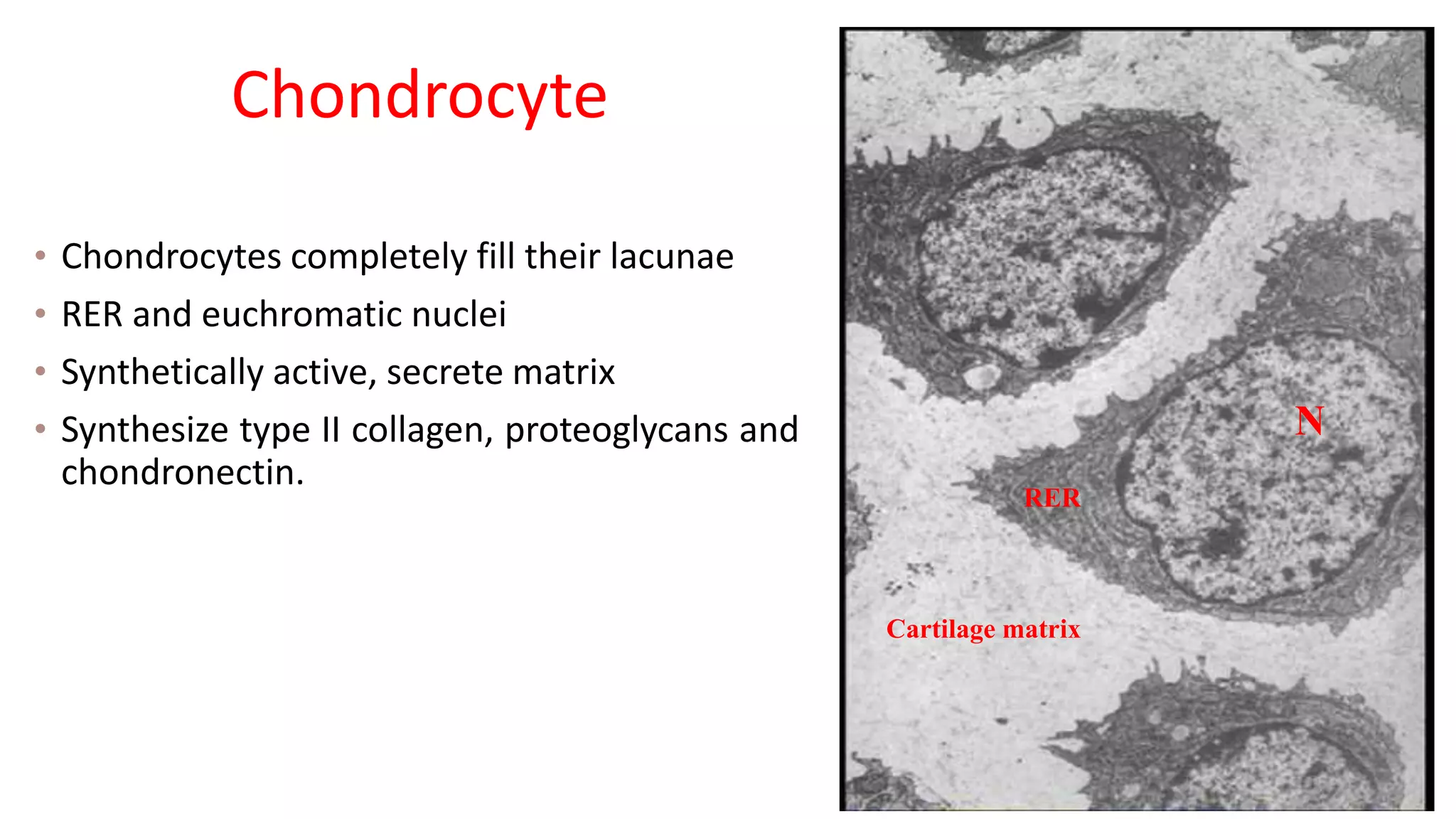 Histology of Cartilage.pptx