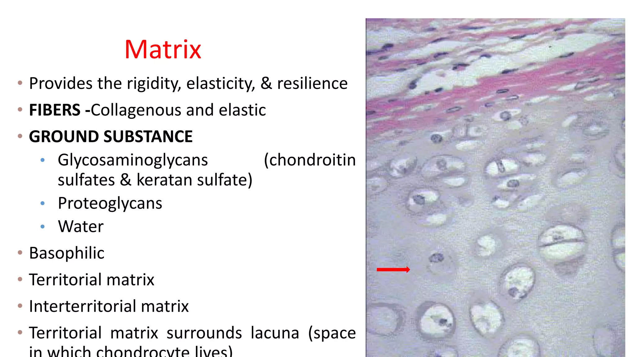 Histology of Cartilage.pptx | Bone and Joint Conditions | Diseases and ...