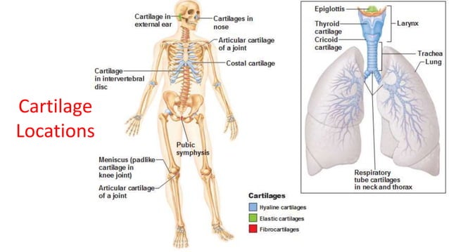 Histology of Cartilage.pptx | Bone and Joint Conditions | Diseases and Conditions