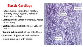 Elastic Cartilage Histology