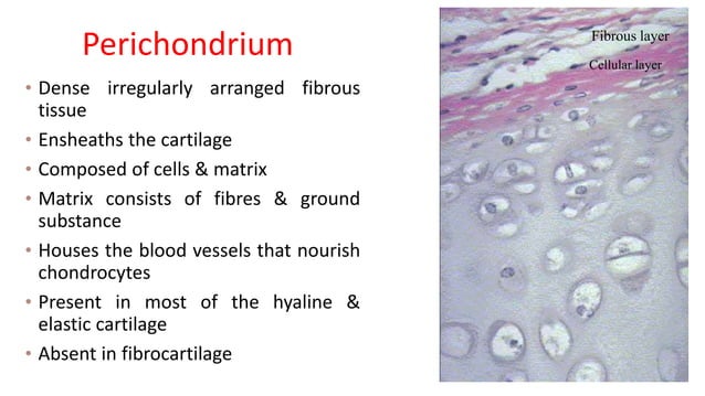 Histology of Cartilage.pptx | Bone and Joint Conditions | Diseases and ...