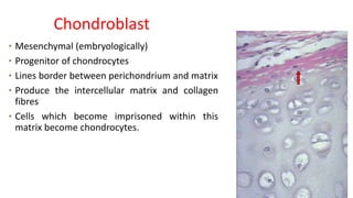 Histology of Cartilage.pptx