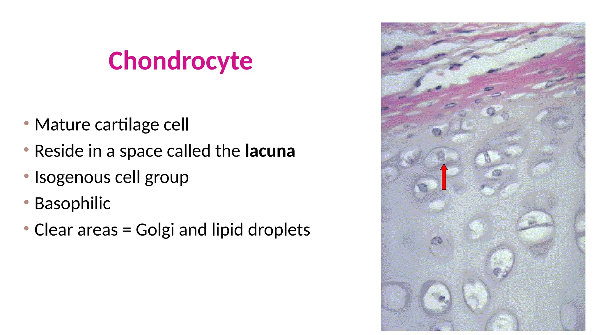 Histology of Cartilage.pptx