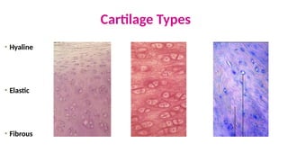 Histology of Cartilage.pptx