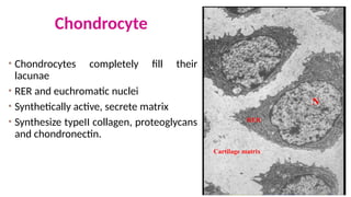 Histology of Cartilage.pptx