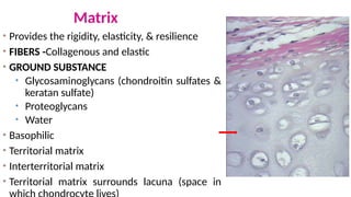 Histology of Cartilage.pptx